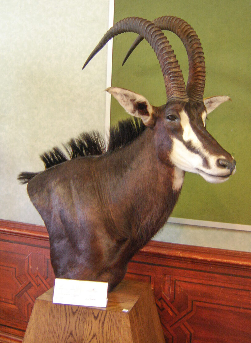 Conference 2007 - Guild of Taxidermy