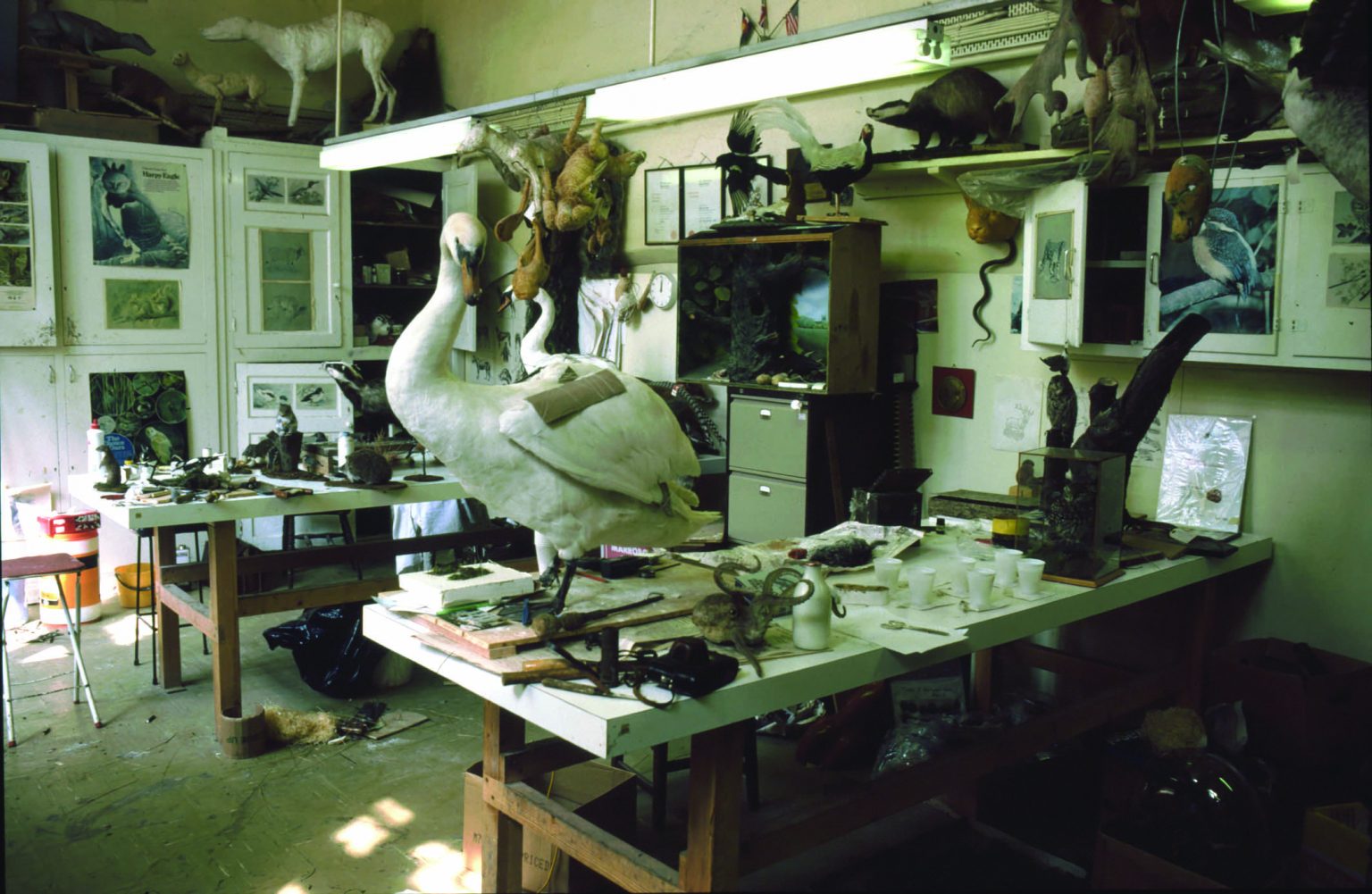 Don Sharp - Guild of Taxidermy