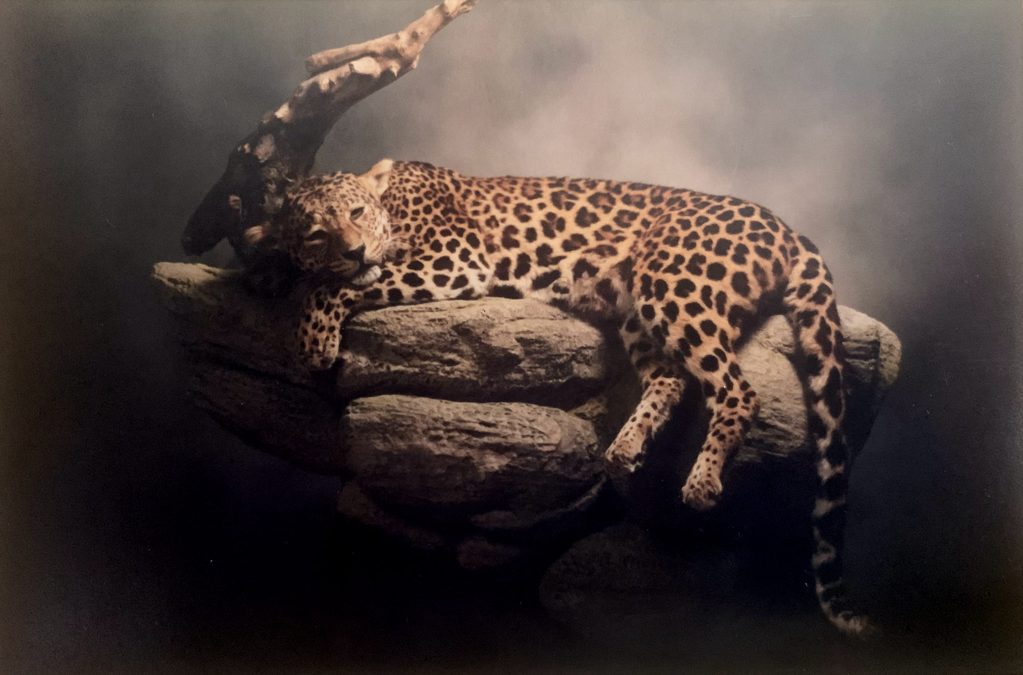 Mike Gadd - Guild of Taxidermy