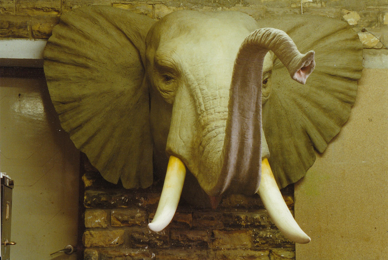 Mike Gadd - Guild of Taxidermy