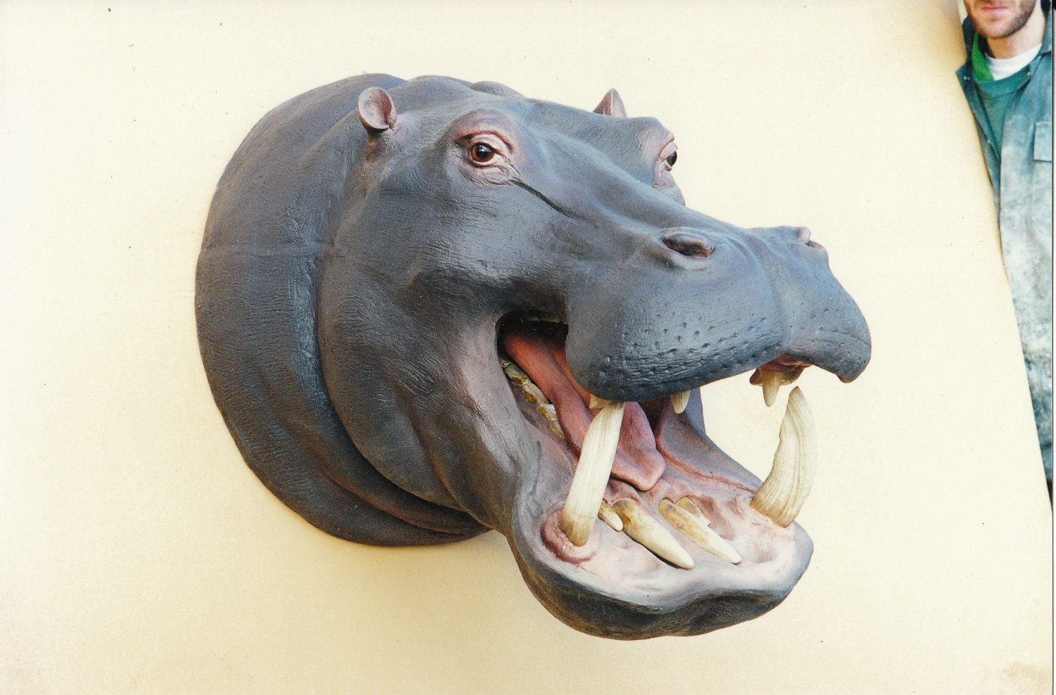Mike Gadd - Guild of Taxidermy