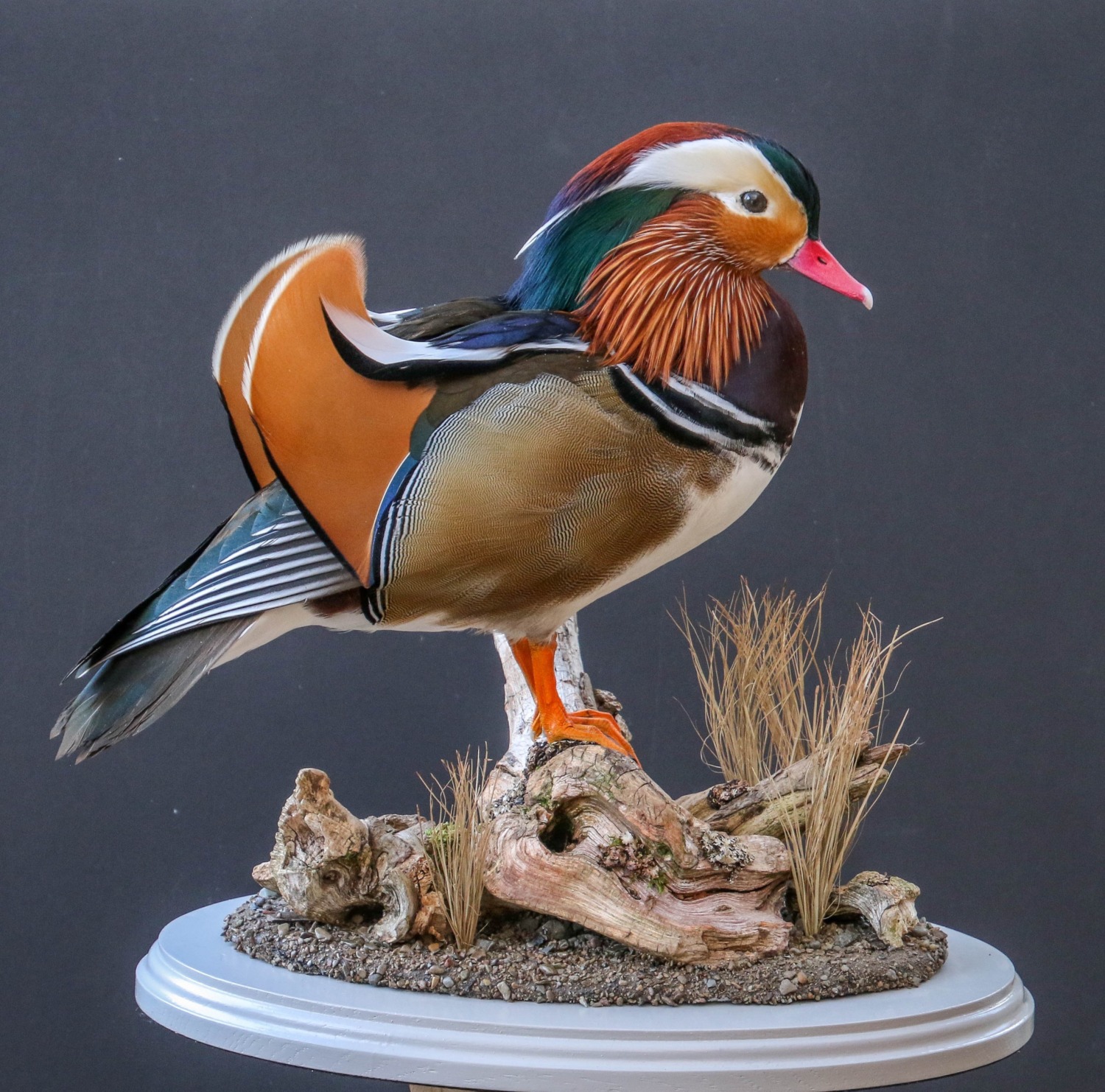 Colin Scott - Guild of Taxidermy